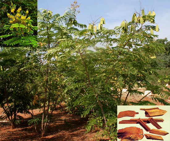 Sappan wood (Sumu)-Caesalpinia sappan-Lignum Sappan ~ Pharmacognosy ...