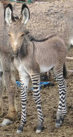Zonkey - Amaxing