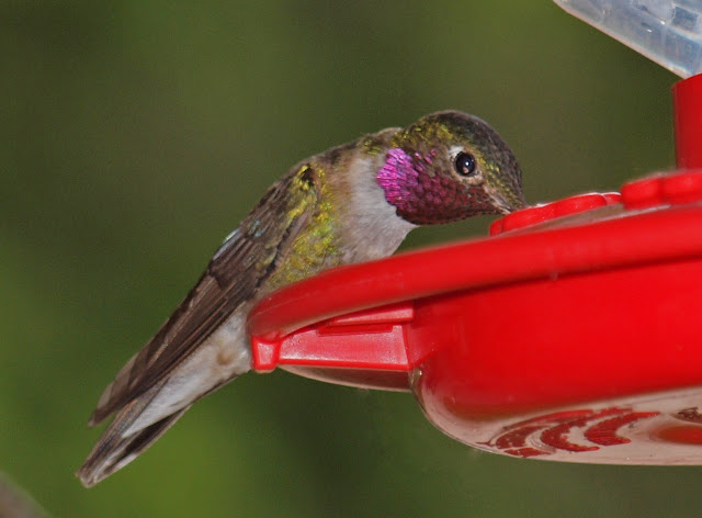 Birding Is Fun!: Broad-tailed Hummingbird