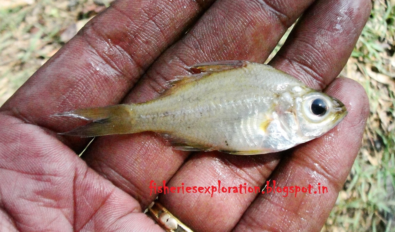 Fisheries Exploration & Conservation (Fishexcos): Fishes Sampled from ...