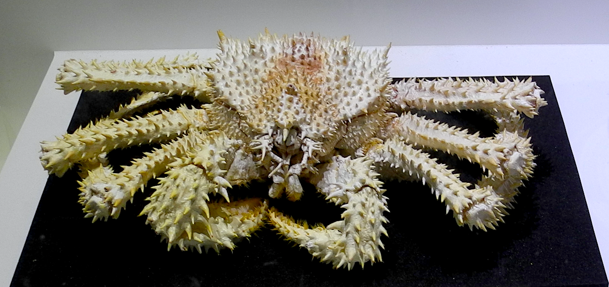 Aquarium Movies (Japan) archive 生きている魚図鑑: エゾイバラガニ Anomuran Half-Crab ...