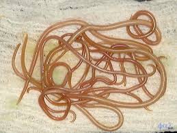 Ini Dia Ciri-Ciri dan Klasifikasi Nemathelminthes (Nematoda / Cacing ...