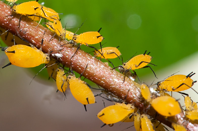 Zen Through a Lens: Aphis Nerii and I
