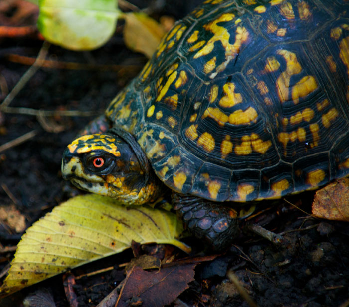 Red and the Peanut: A box turtle is always a surprise!
