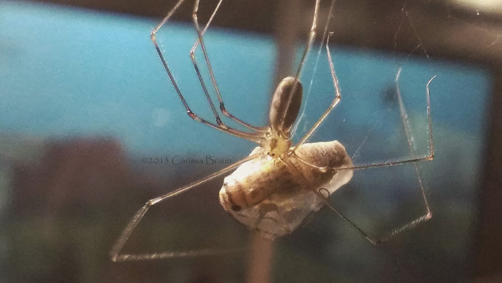 Nature Photography and Facts : Cellar Spiders