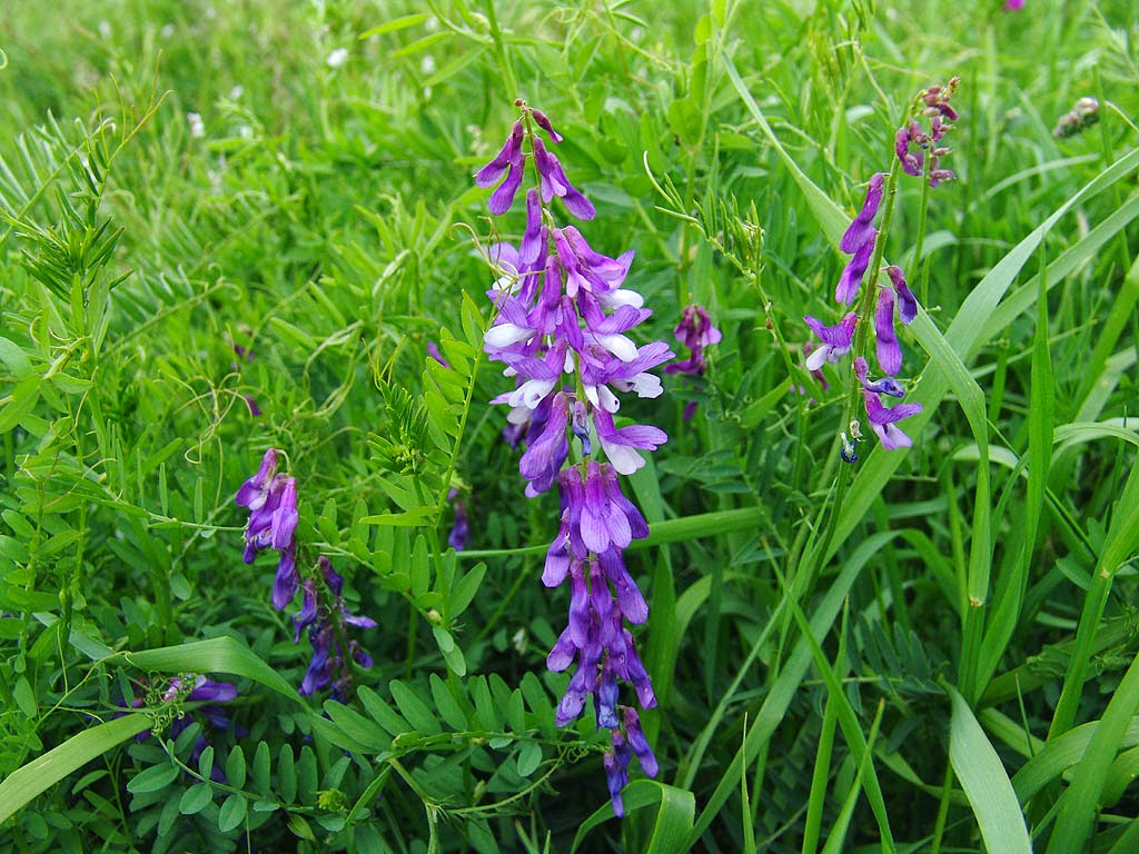 solitary dog sculptor: Botany - Botanica: Vicia - sp. Tenuifolia - 15 ...