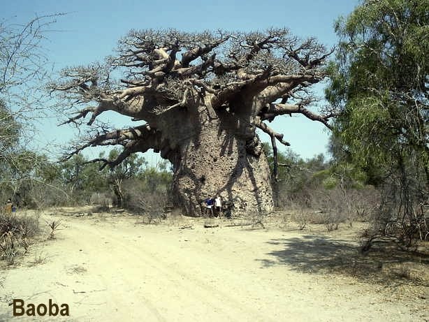 Ah, os baobás! | Florbeta