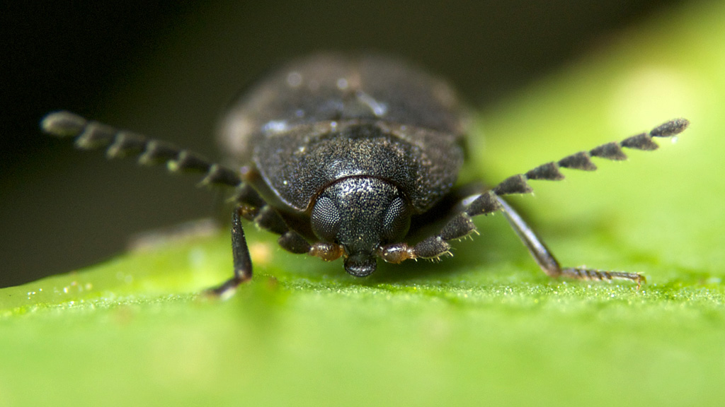 ムシをデザインしたのはダレ？: チビヒゲナガハナノミ♂