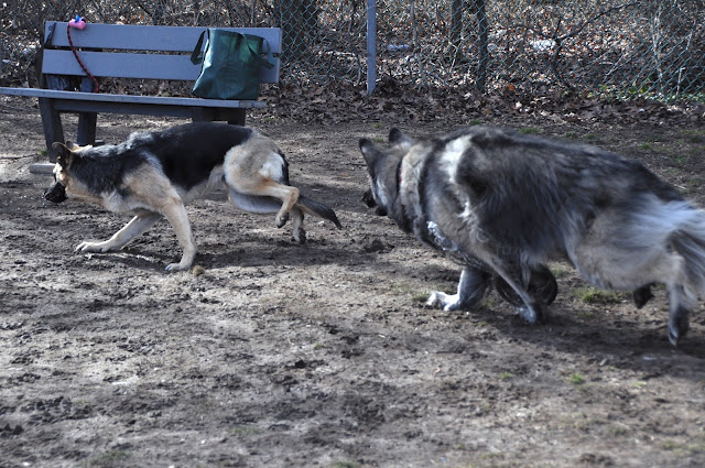 Cooper's Shiloh Shepherd Blog