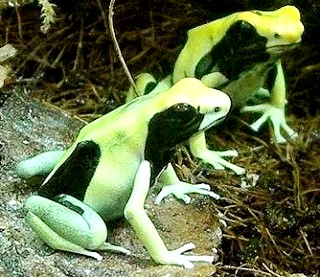 PÁGINA EDUCATIVA MADRE CREATIVA: FOTOS DE RANAS