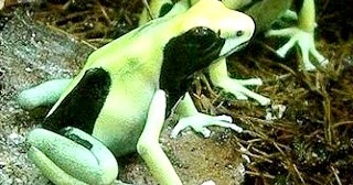 PÁGINA EDUCATIVA MADRE CREATIVA: FOTOS DE RANAS