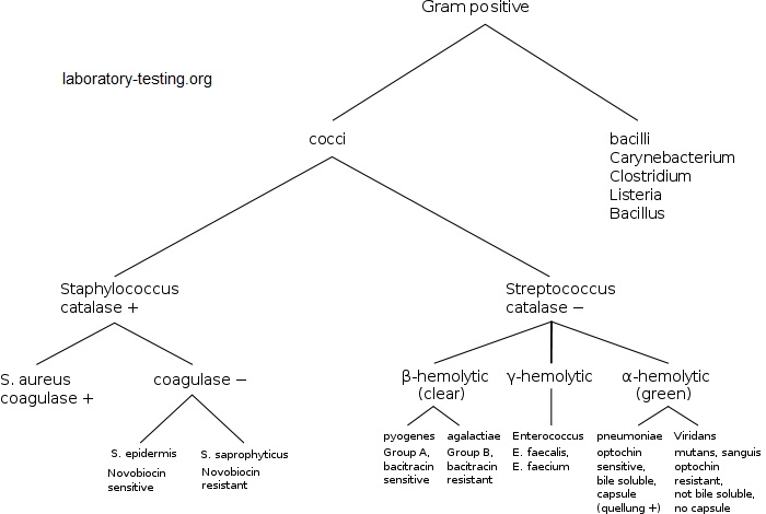 Gram positive coccus | semua disini