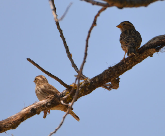 Jaumenatura: Gorrión chillón
