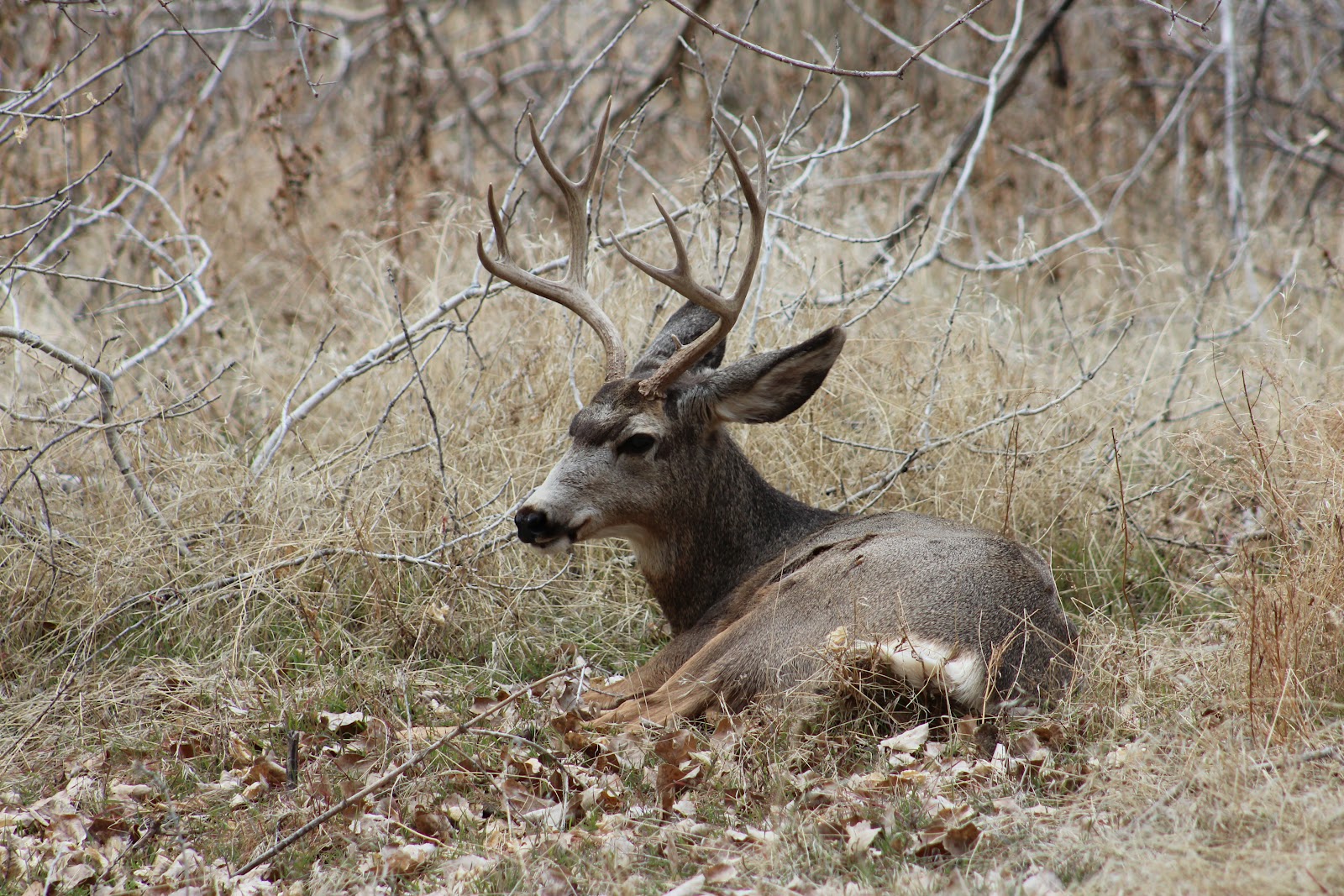 Jen's Updates: Mule Deer in Southern Utah