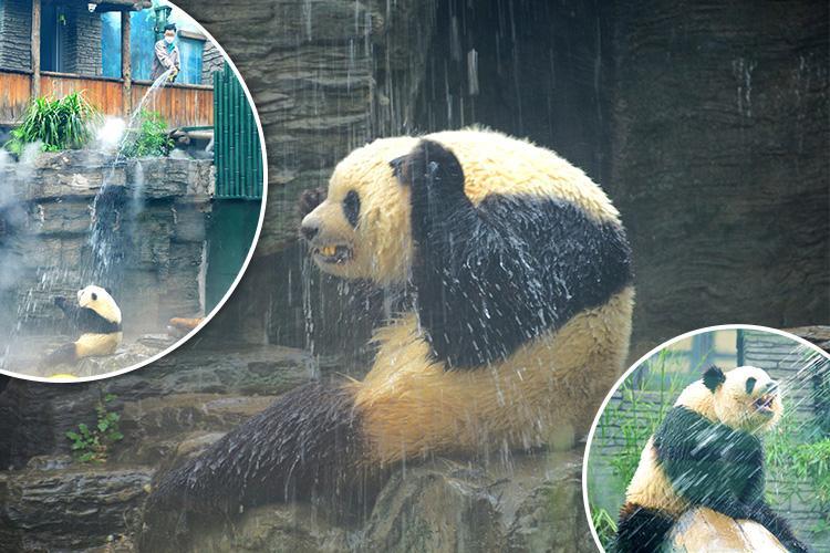 Giant panda cools off from sweltering heat with a shower at Beijing Zoo