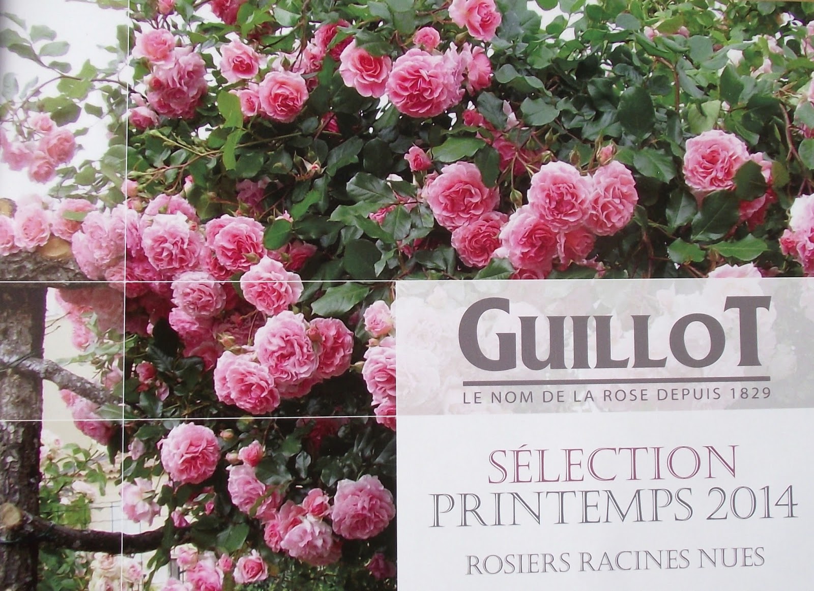 Promesse de roses: Catalogue roses Guillot printemps 2014