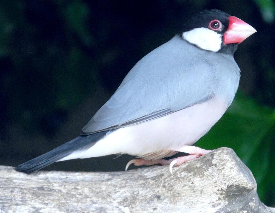 Dannysbirds: Lotherton Hall 6