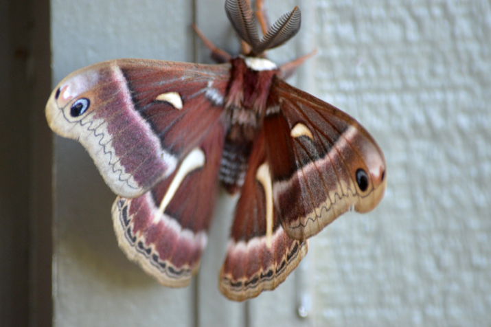 Art Threads: Giant Silk Moth