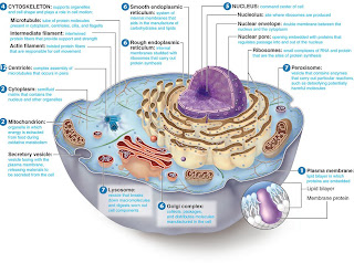 BIOLOGI SCIENCE: sel sebagai unit terkecil makhluk hidup