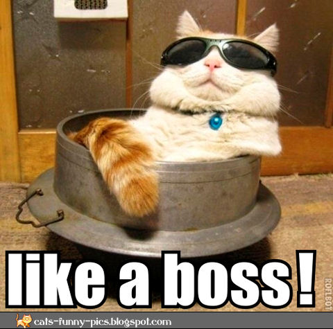 Like A Boss Cat