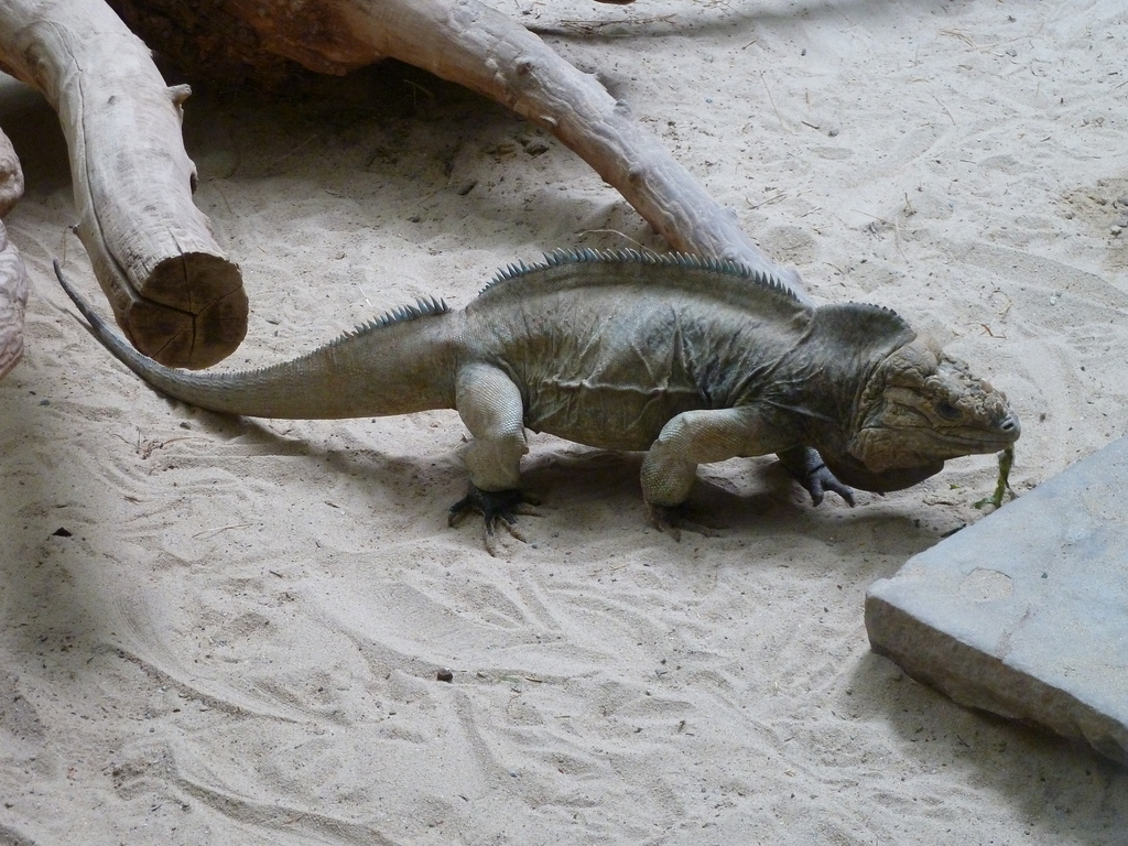 Real Monstrosities: Rhinoceros Iguana