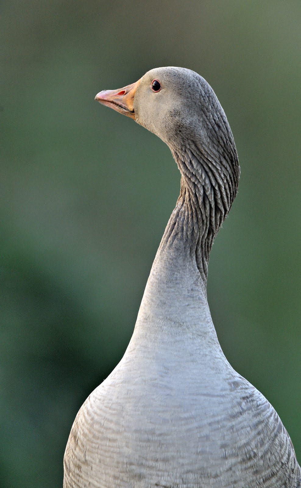 BA (Hons) Photography - Learning Journal: June 2011