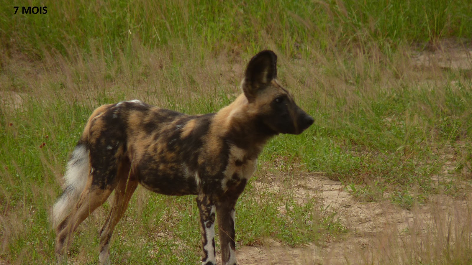 CHIENS SAUVAGES ET VOLONTAIRES FOUS: CROISSANCE DU LYCAON OU CHIEN SAUVAGE