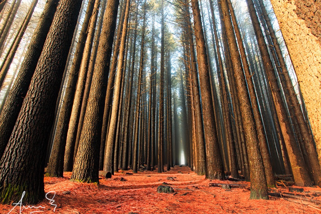 The Tree - A Metaphor for Learning