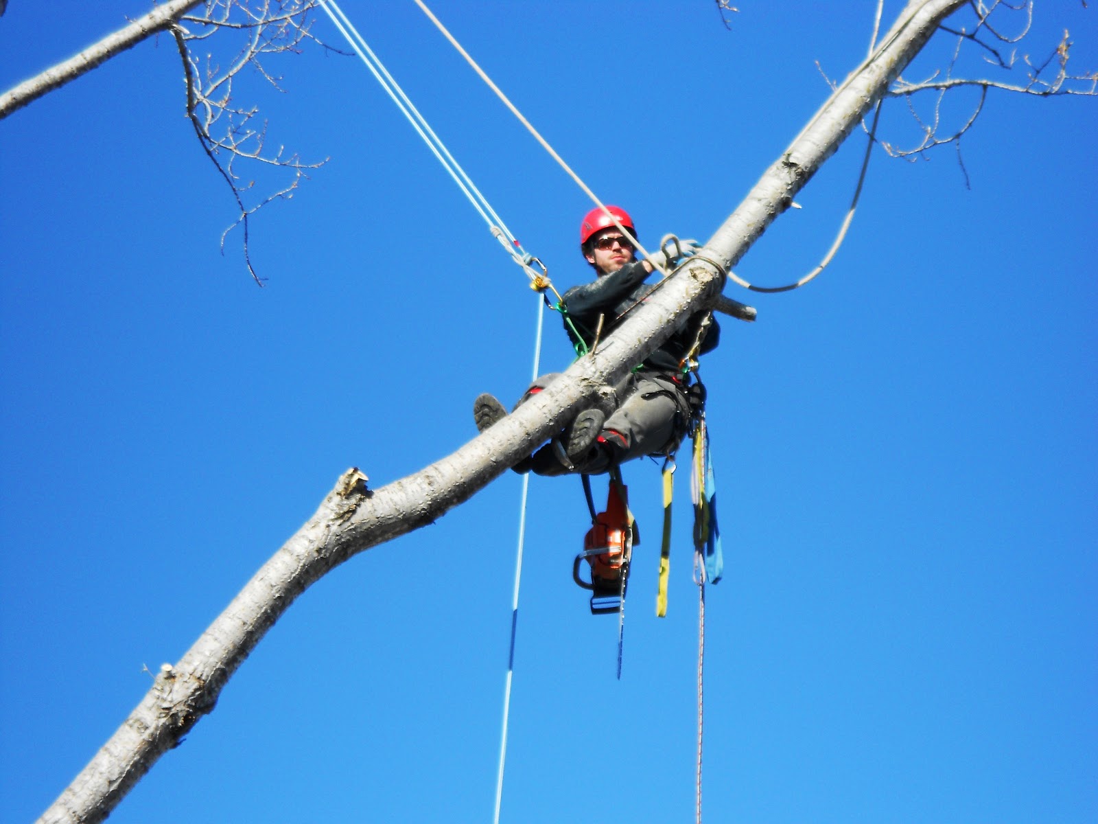 Northwoods Way Outfitters: Aerial Arborist - week of 4-7-12