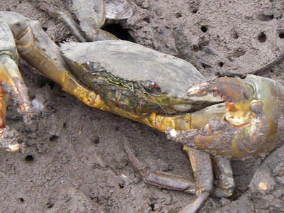 Tapak Ramsar Johor: Flora & Fauna