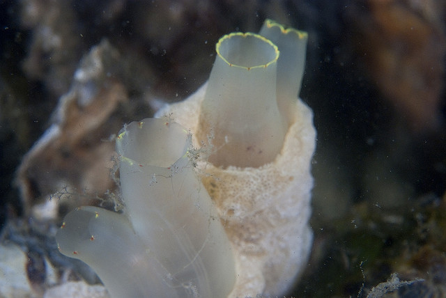 Harbor Watch: Identifying The Vase Tunicate