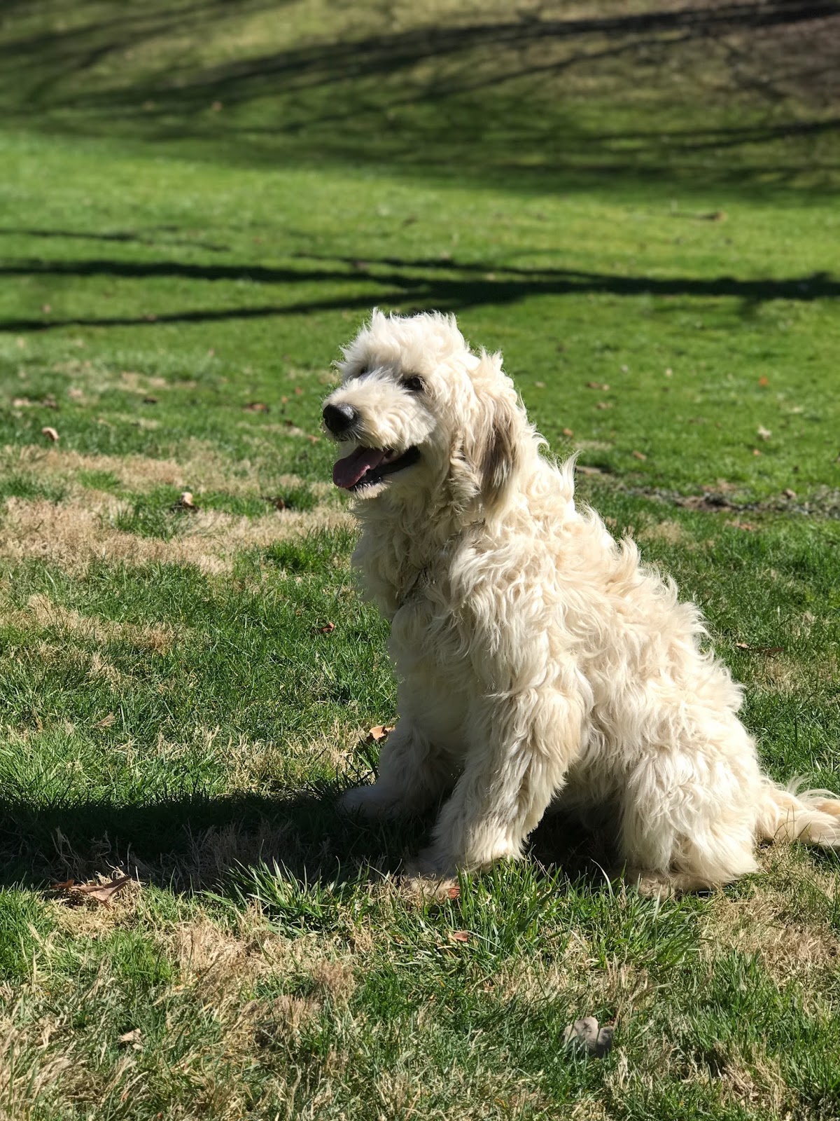 Yesteryear Acres - Doodle Days : Double Doodle....Goldendoodle....Love ...