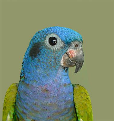 aves: loro de cabeza azul