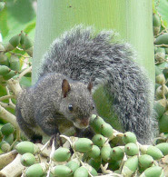 Yucatan Squirrel - Long-eared Central American Tree Squirrel | World ...