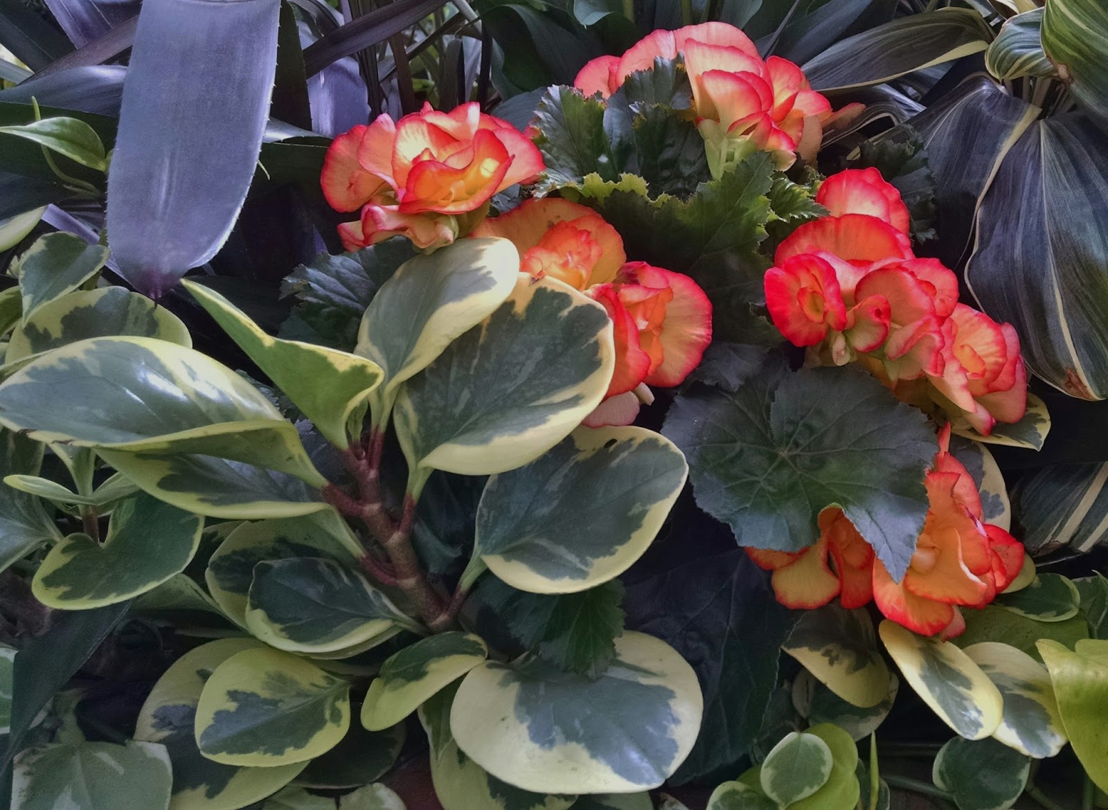 A Beautiful Spring Day at Biltmore House and Gardens and Conservatory