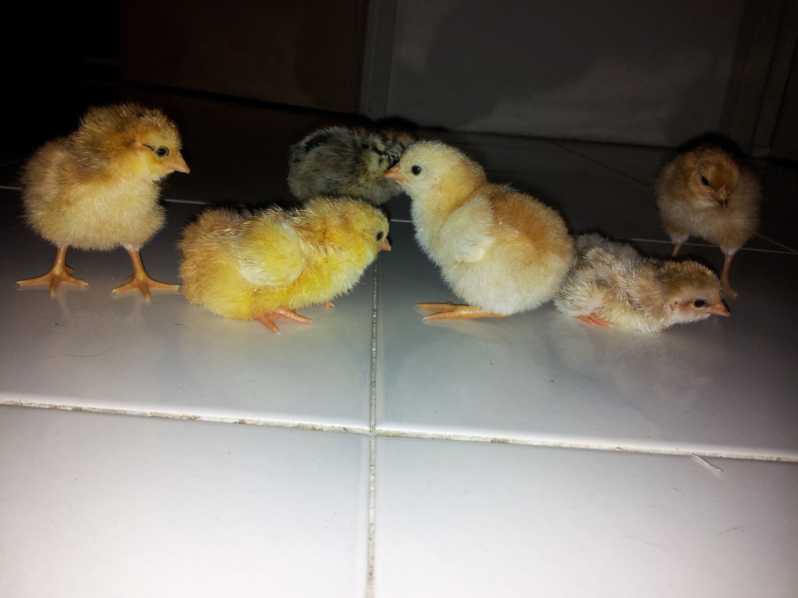anak2 ayam di usia dua minggu...