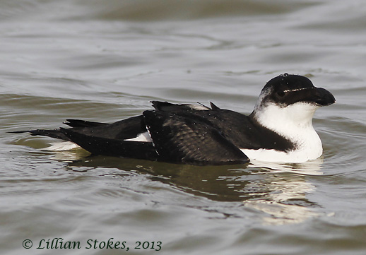 Birding Is Fun!: Flying Penguins, Dead Razorbills and the Big Birding ...