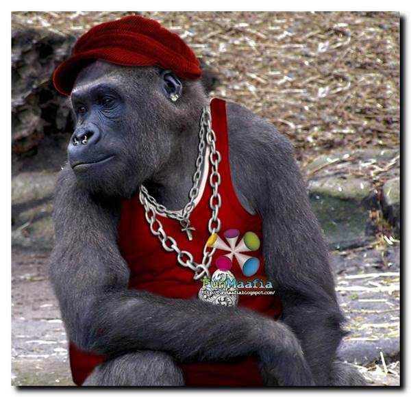 Cool Dude Monkey. ~ Funny Pics India