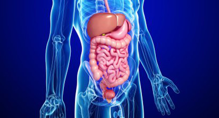 Pesquisador descobre novo órgão do corpo humano - BARRA NEWS