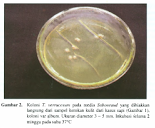 Ringworm (Dermatophytosis) pada Sapi - Mydokterhewan