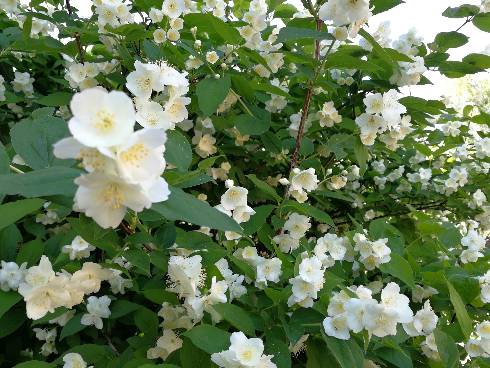 Metsarahva memuaarid: Jasmiin