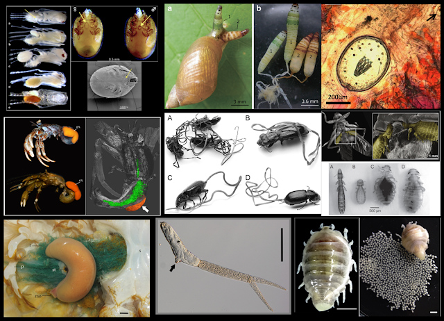 Parasite of the Day: Flashy body-snatchers, parasite services, and ...