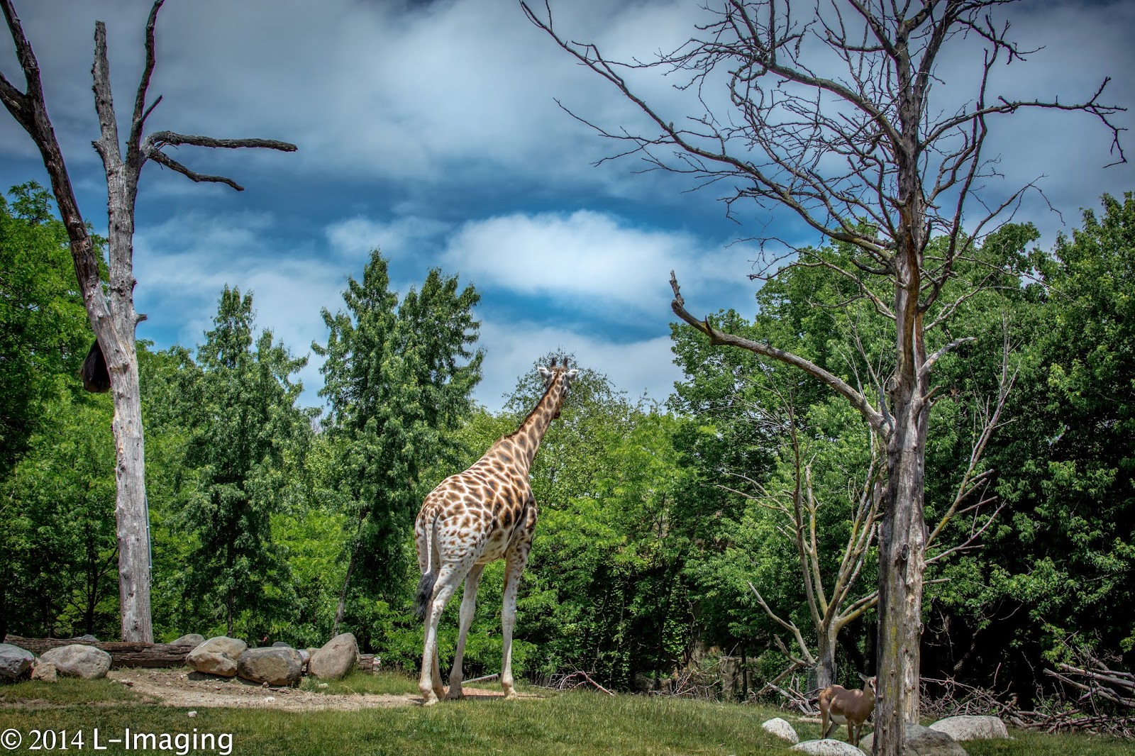 L-Imaging: Lincoln Park Zoo, Chicago