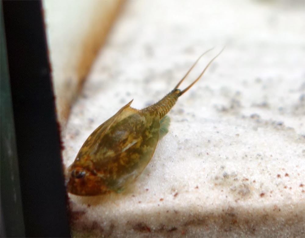 Urzeitkrebse Blog von Triops King dem Triopsshop: Bilder