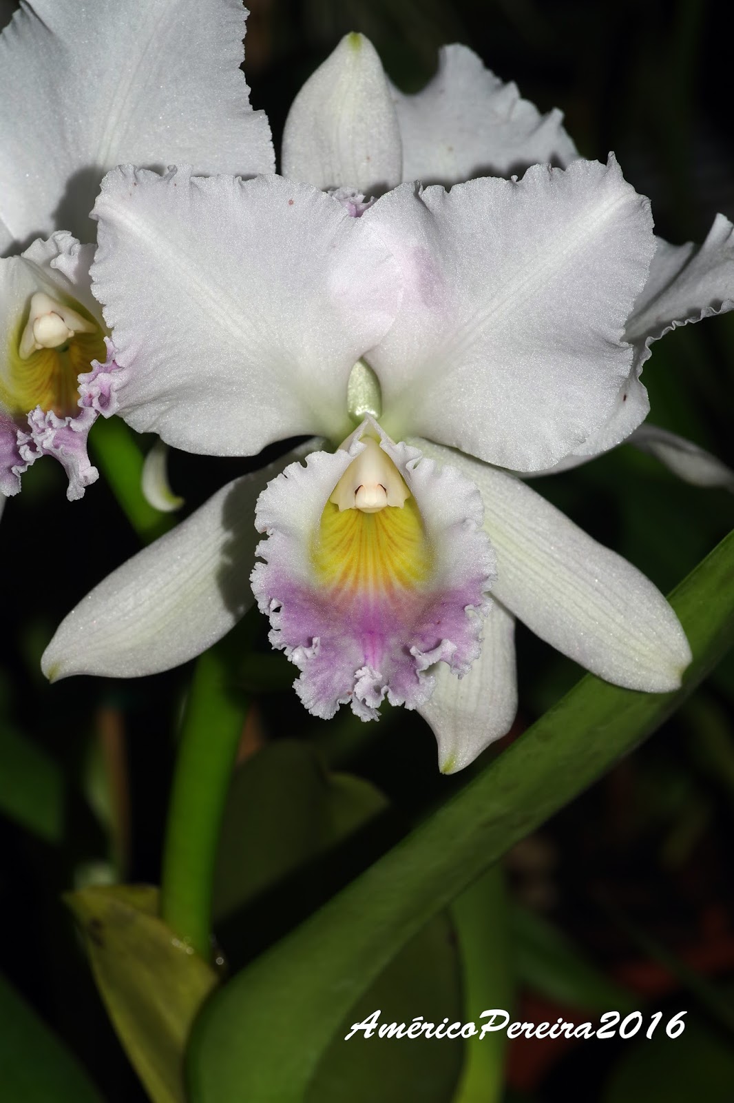 Orquídeas soltas: Cattleya labiata var. amesiana
