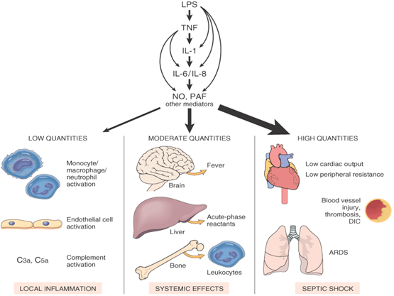 Doctors Network: Shock