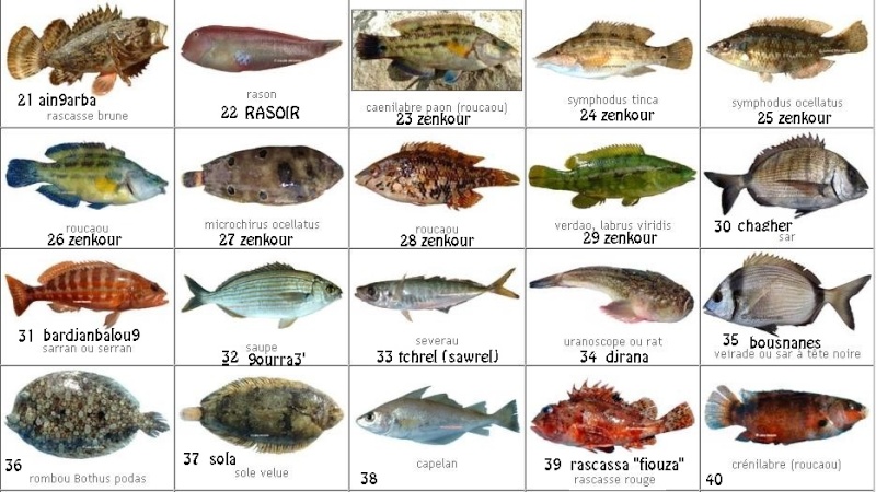 ROCK FISHING EN MEDITERRANEE: Petit récapitulatif des poissons peuplant ...