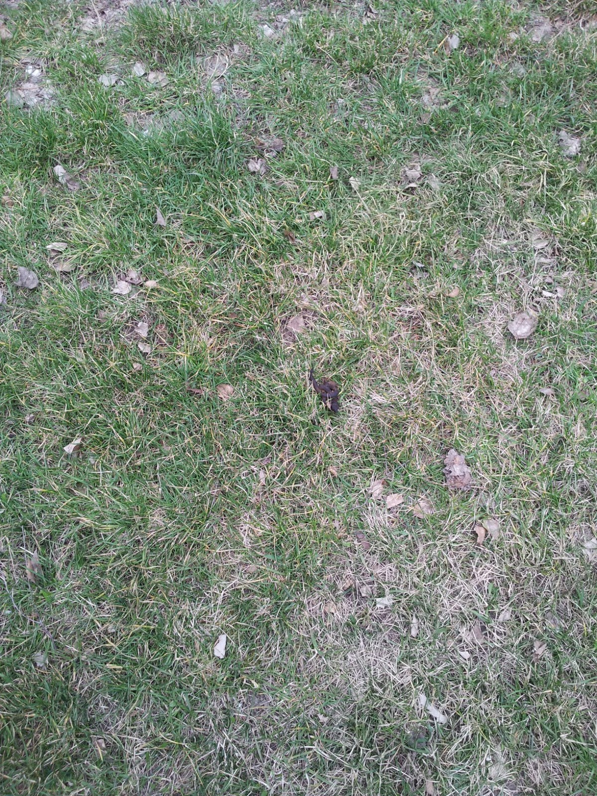 TRNAVA - fotky a texty zo života v tomto meste: Psie hovná pred škôlkou