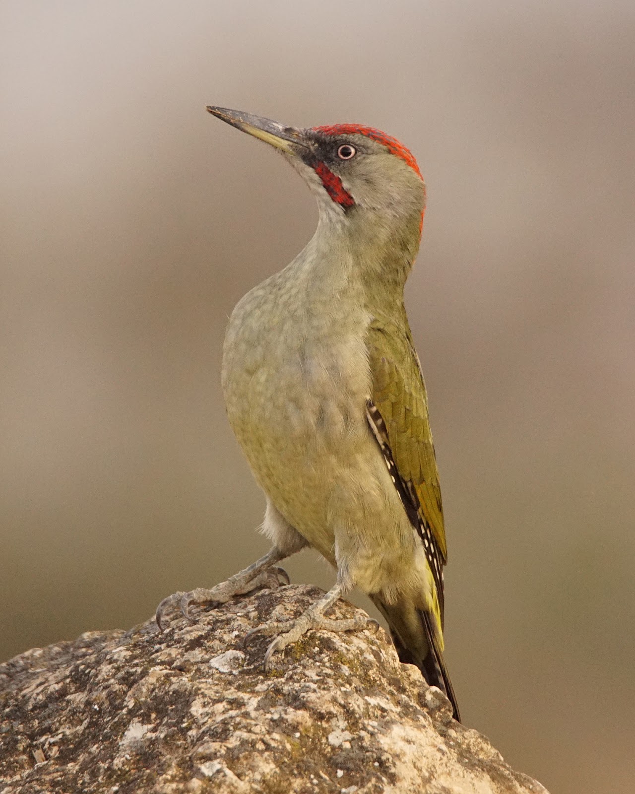 Pasión por las aves: Pito real.(Picus viridis)