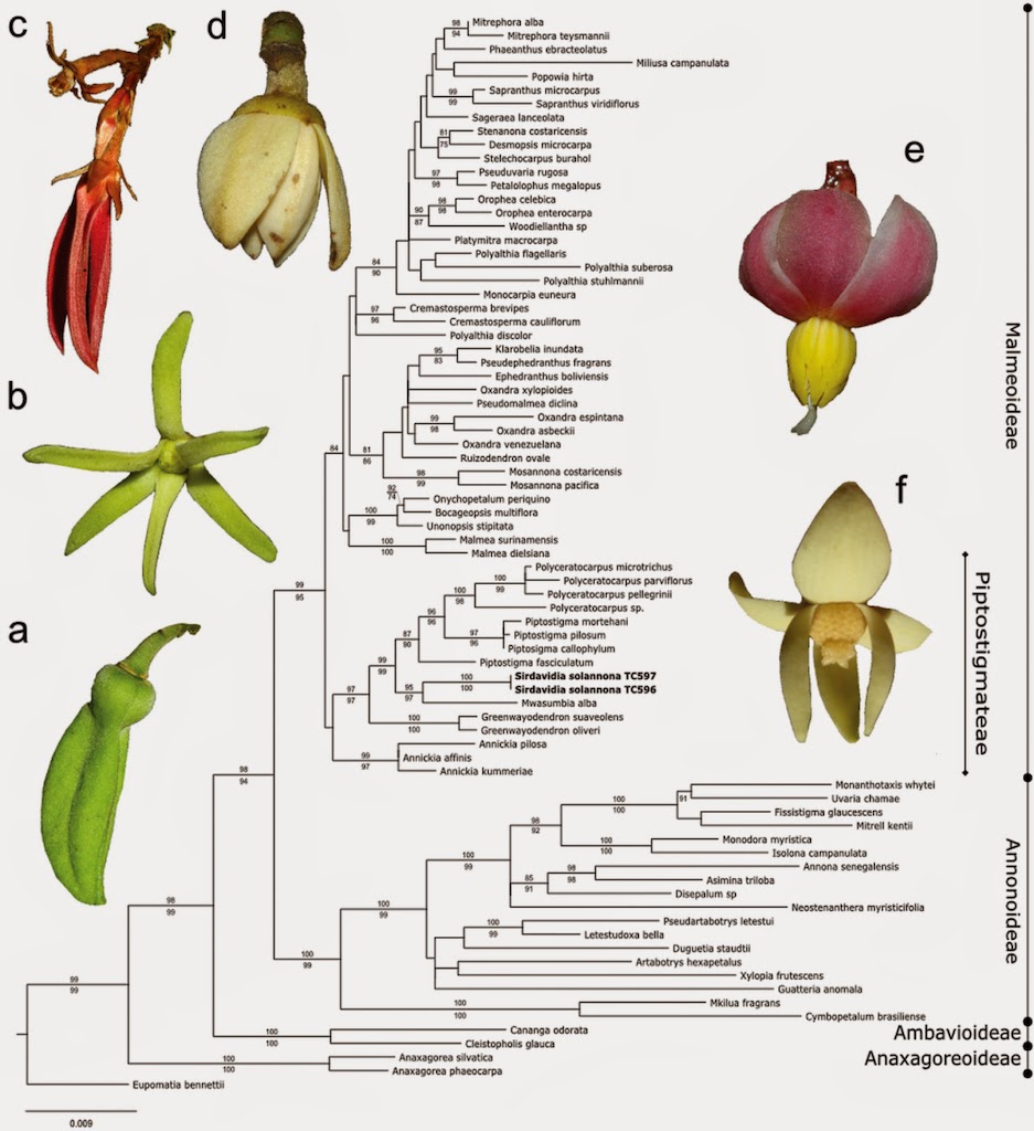 Species New to Science: [Botany • 2015] Sirdavidia solannona • An ...